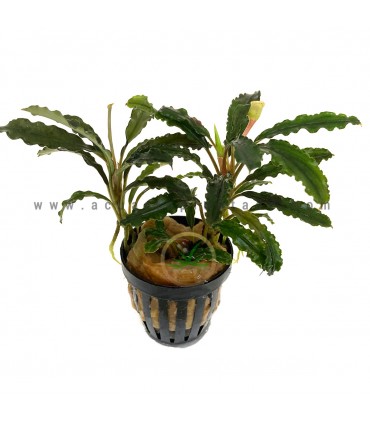 Plantas de acuario | Bucephalandra Melawi fine edge