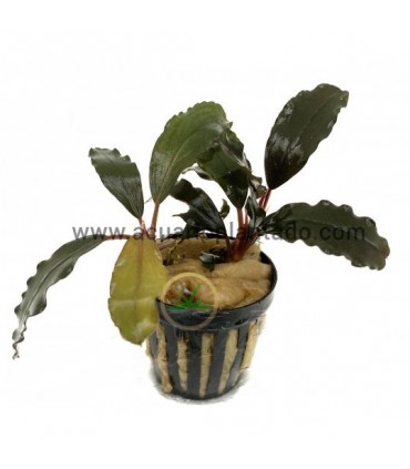 Plantas de acuario | Bucephalandra Brownie Ghost