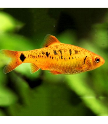 Barbo Oro Neon| Comprar Barbo | Acuario Plantado