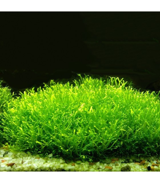 Musgo para Acuario | Acuario Plantado
