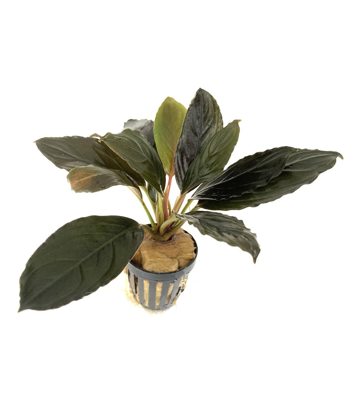 Plantas de acuario | Bucephalandra Centipede