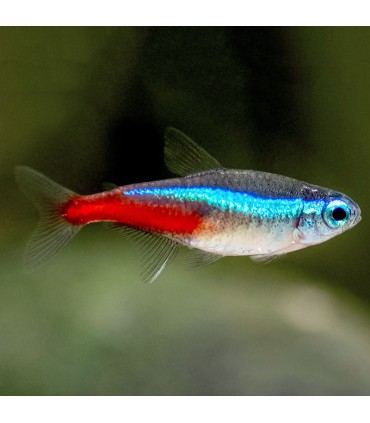 Pez Neón Tetra | Acuario Plantado
