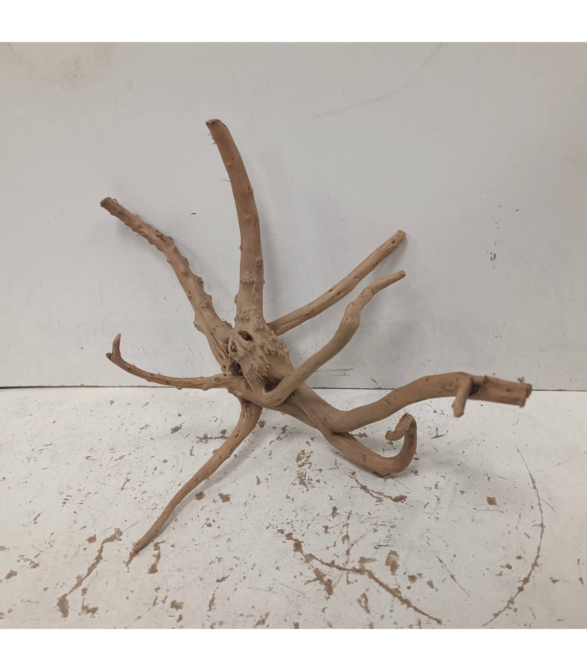 Raiz Roja para acuario | Red moore 1401 | Acuario Plantado