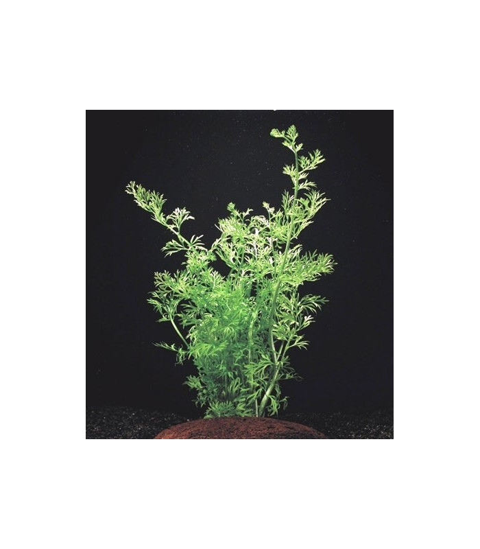 Planta De Acuario De Cerato Ceratophyllum Demersum, Planta Viva Para