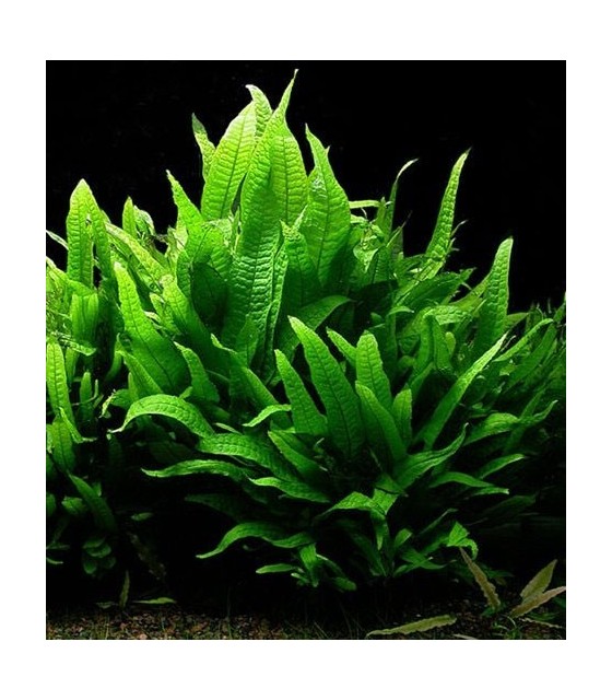 Helechos Acuáticos para Acuarios | Acuario Plantado