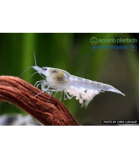Gambas Neocaridinas | Acuario Plantado