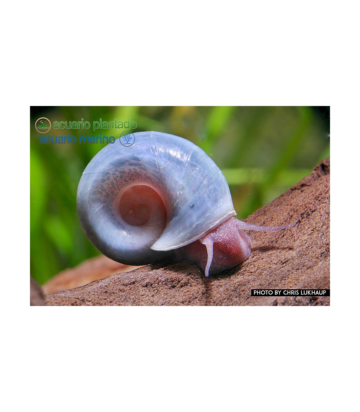 Caracol Planorbis azulado | Caracoles de acuario | Acuario Plantado